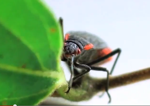 Red-shouldered Bug | Project Noah