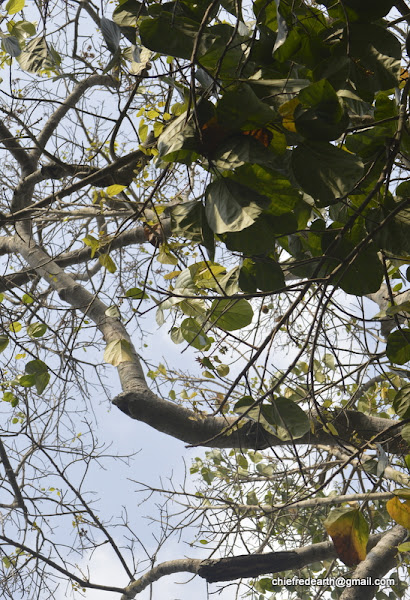 Buddha Coconut, கொடைத்தோண்டி, Mad Tree | Project Noah
