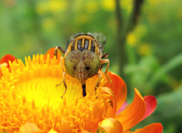 Native Drone Fly | Project Noah