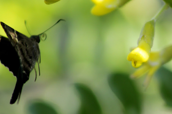Longtail Skipper Butterfly | Project Noah