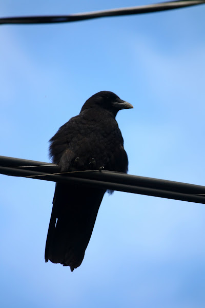 American Crow | Project Noah