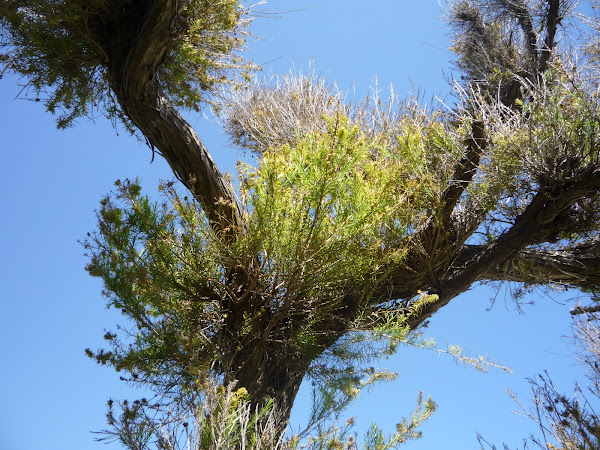 Swamp Paperbark | Project Noah