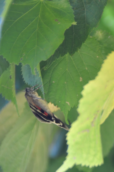 Rood weeskind, Red Underwing | Project Noah
