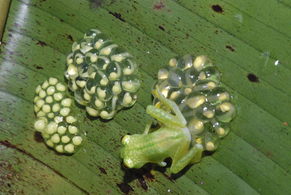 Starrett's glass frog (male guarding eggs) | Project Noah