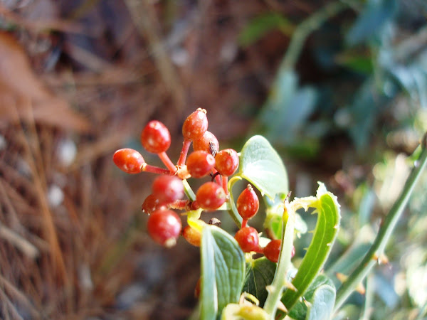 Rough Bindweed / Tetivika | Project Noah