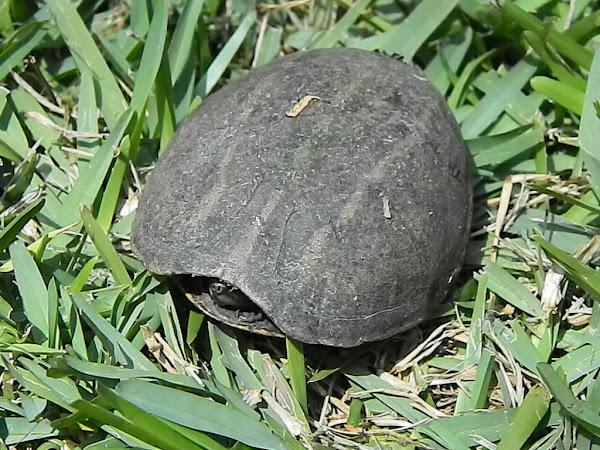 Striped mud turtle | Project Noah