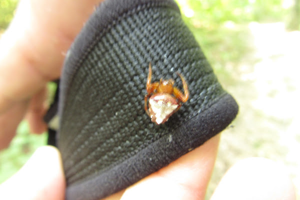 Arrowhead Spider | Project Noah