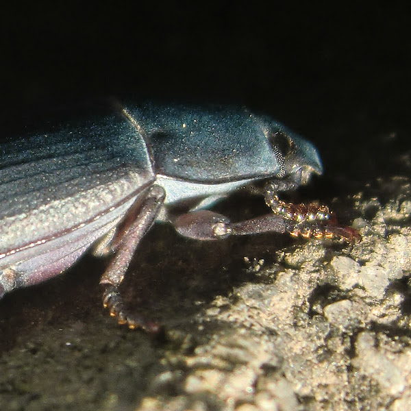 Bluish Darkling beetle | Project Noah