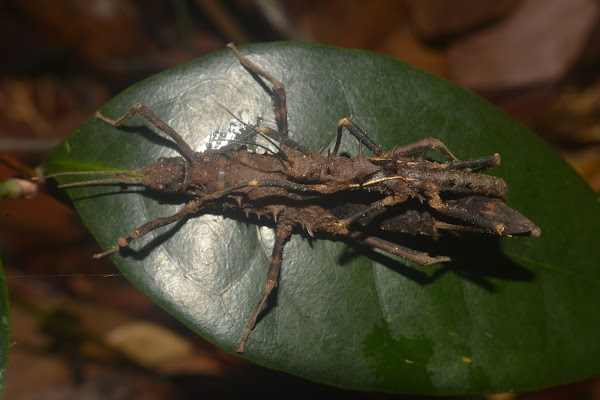 Spiny Stick Insect, Phasmid | Project Noah