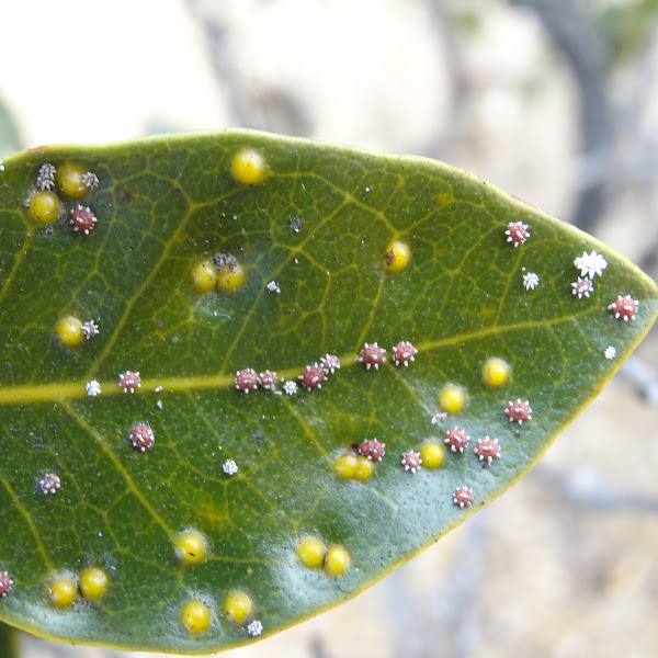 Mangrove leaf galls | Project Noah