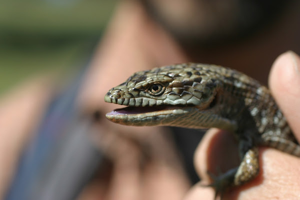 Southern Alligator Lizard | Project Noah