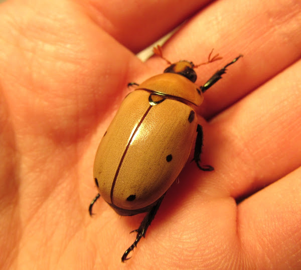 Grapevine Beetle | Project Noah