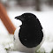 Eurasian Magpie | Project Noah