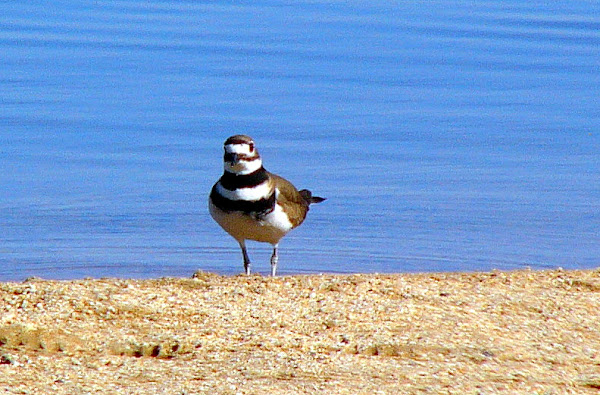 Killdeer | Project Noah