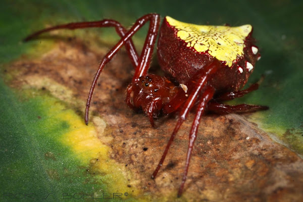 Arrowhead Spider | Project Noah