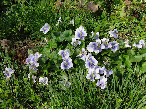 Wild Violet | Project Noah