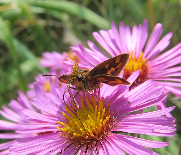 Peck's Skipper Butterfly | Project Noah