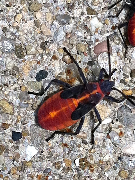 Eastern Box Elder Bug | Project Noah