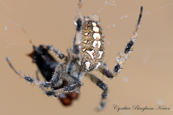 Western Spotted Orbweaver | Project Noah