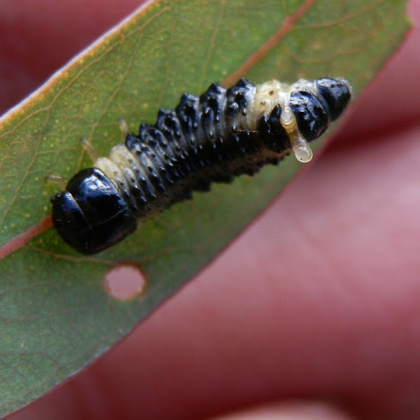 Eucalyptus Tortoise Beetle Larva | Project Noah