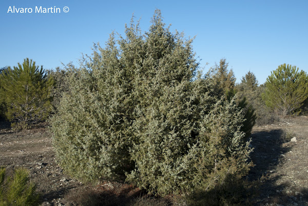 Enebro de la miera, Prickly Juniper | Project Noah