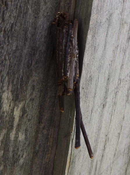 Faggot Case Moth | Project Noah