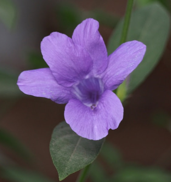 Striped Philippine Violet | Project Noah