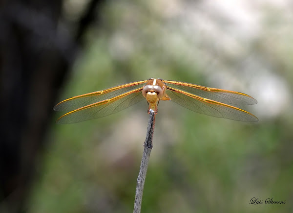 Dragonfly | Project Noah