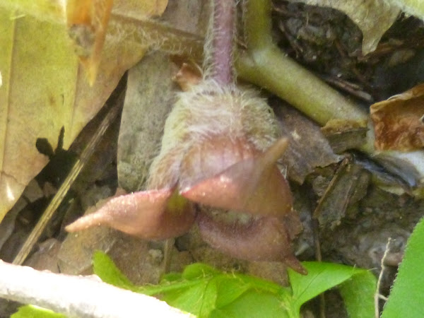 Wild Ginger | Project Noah