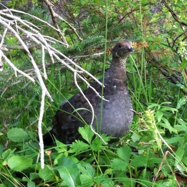 Sooty Grouse | Project Noah
