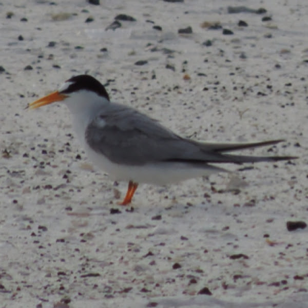 Least Tern | Project Noah