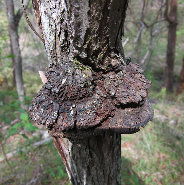 Phellinus badius - Bracket Fungi | Project Noah