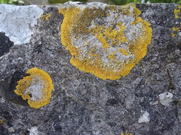 golden shield lichen | Project Noah