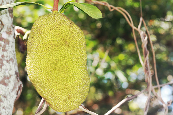 Jackfruit | Project Noah