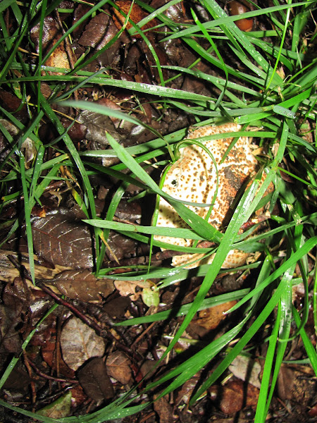 Freckled Dapperling | Project Noah