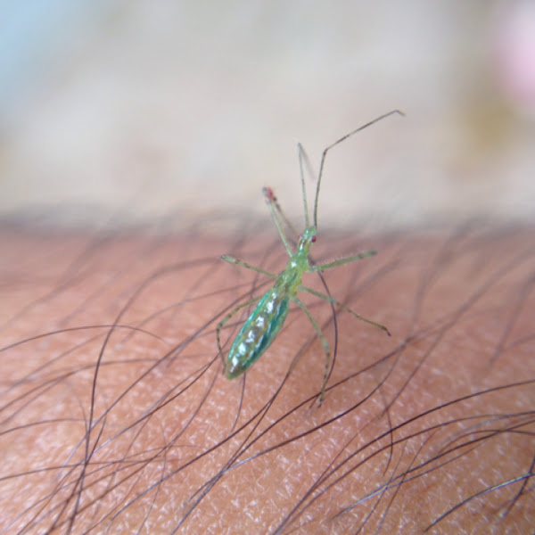 Assassin Bug (nymph) | Project Noah