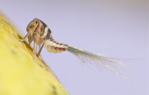 Planthopper Nymph | Project Noah
