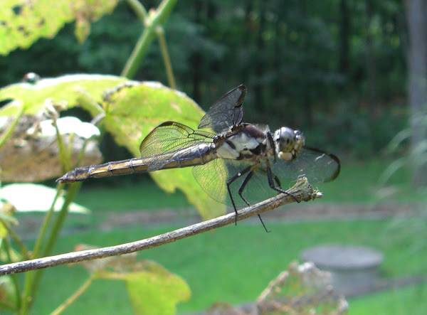 Dragon Fly | Project Noah