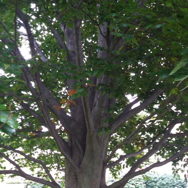 Copper Beech | Project Noah