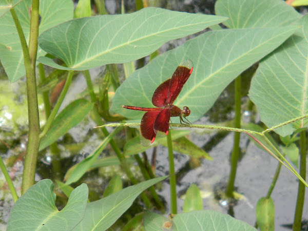 painted grasshawk | Project Noah