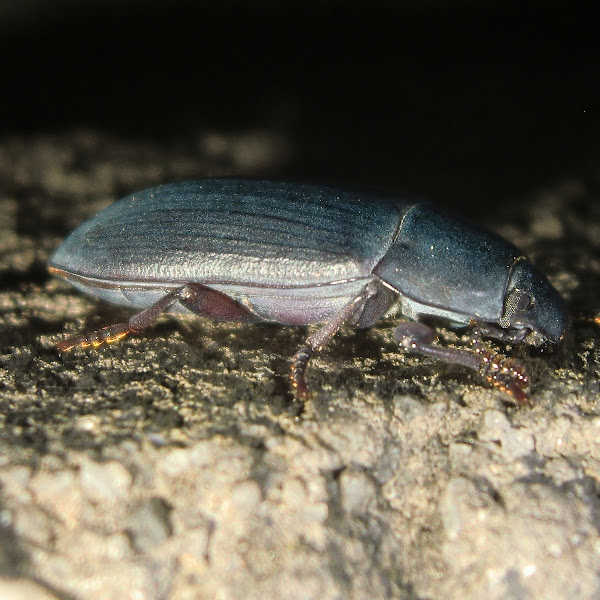Bluish Darkling beetle | Project Noah