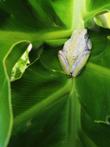 Squirrel Tree Frog | Project Noah