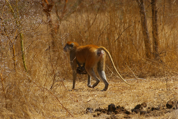 Patas Monkey | Project Noah