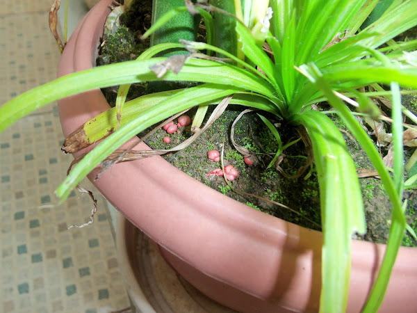 Unknown Spotting | Project Noah