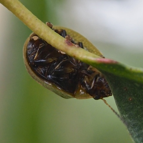 Leaf Beetle | Project Noah