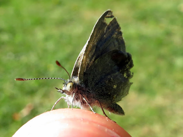 Grass Blue | Project Noah