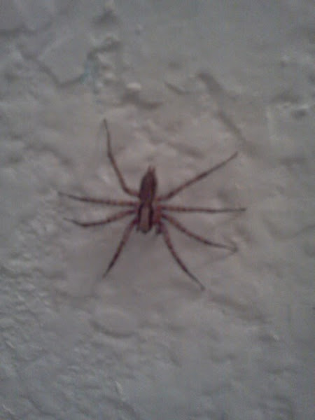 Grass Spider | Project Noah