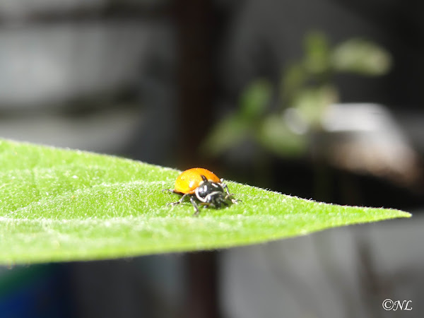 Ladybug | Project Noah