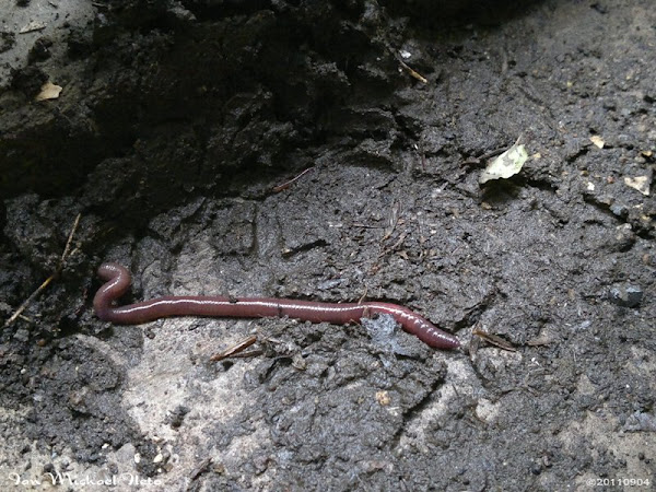 earthworm | Project Noah