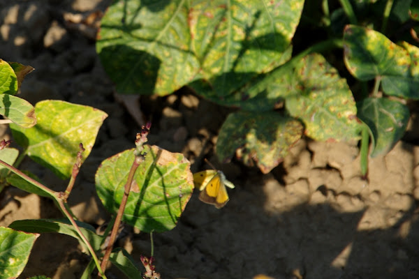 Dark Clouded Yellow (Πορτοκαλόχρους πιερίδα) | Project Noah